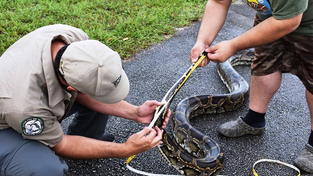 Cobra python de 16 pés é capturada em Everglades